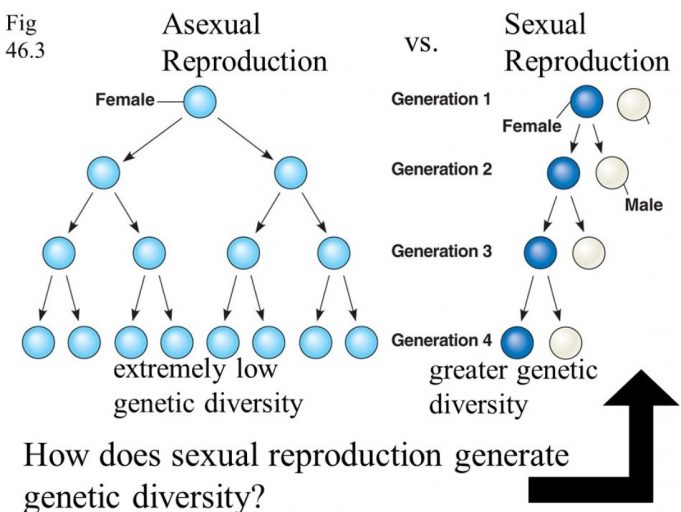 The Genetics of Sexual Reproduction: How Genes Lead to Diversity